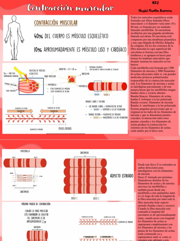 Esquema de Contraccion Muscular - Nayivi Martin Barrera | PDF | Músculo ...
