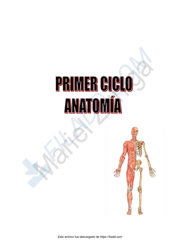 Resumen de Anatomia Primer Modulo | PDF | Cabeza y cuello humanos | Sistema musculoesquelético