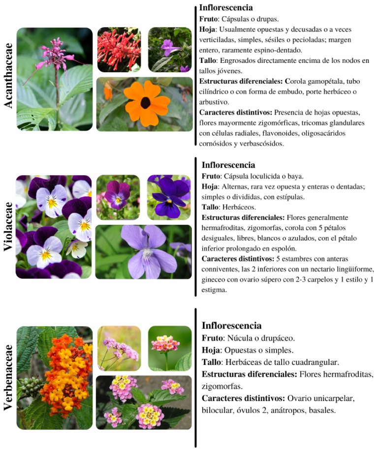 Fichas - Familias de Plantas. | PDF
