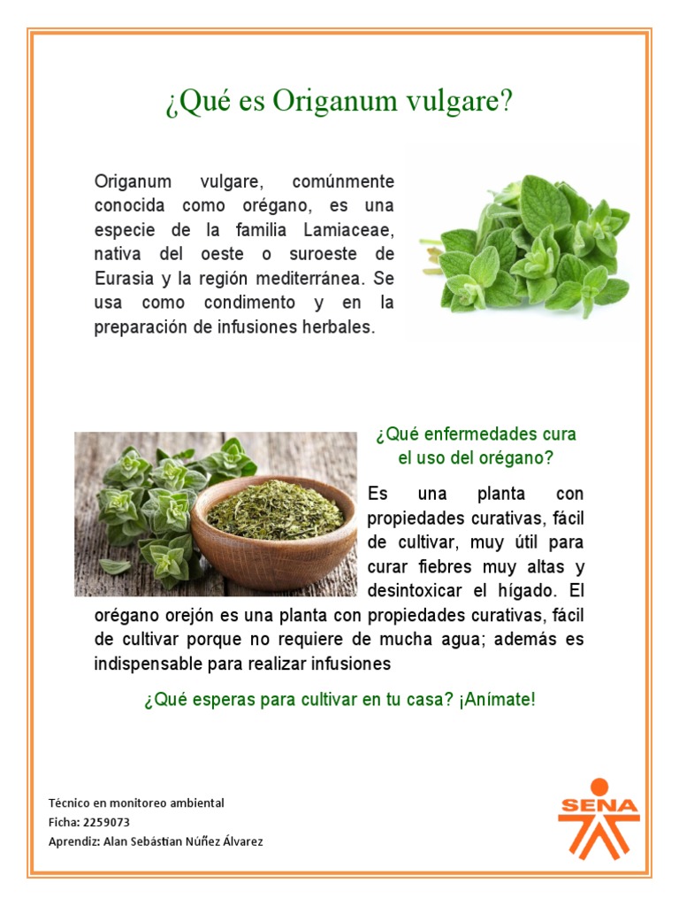 Carteles Sena | PDF | Orégano | Plantas