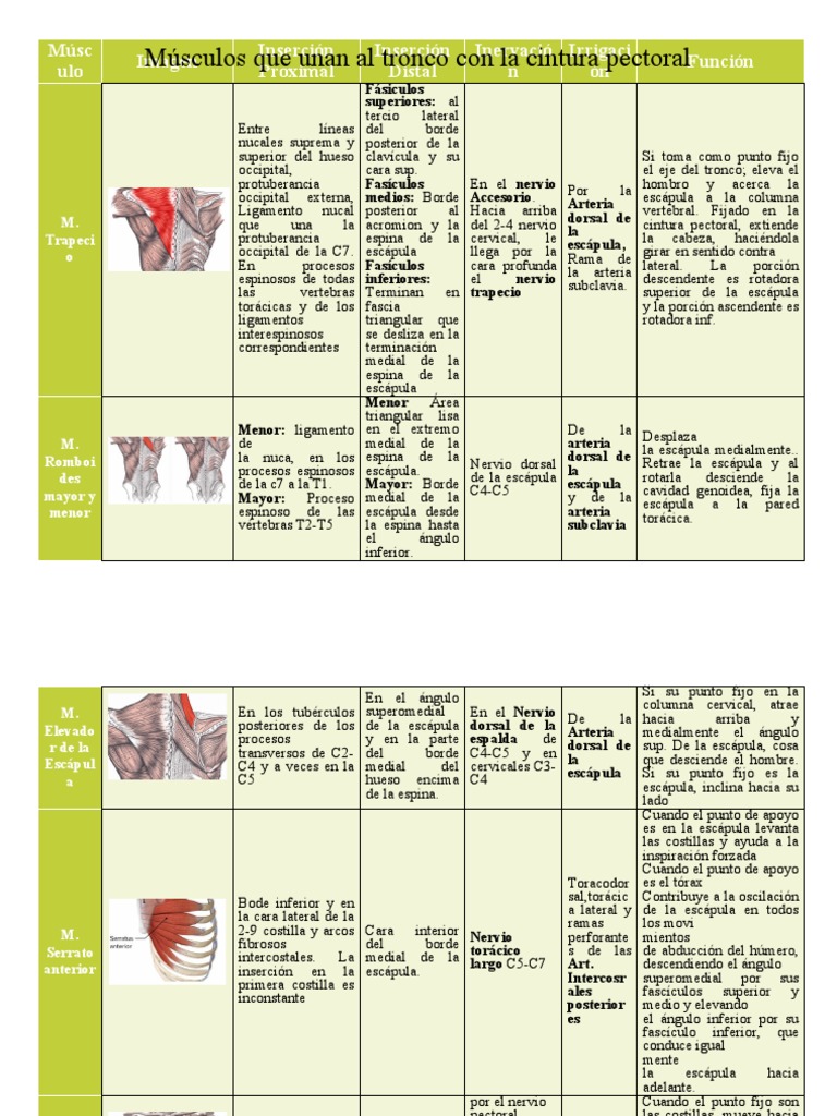 Tabla de Músculos de Cintura Escapular | PDF | Sistema esquelético ...