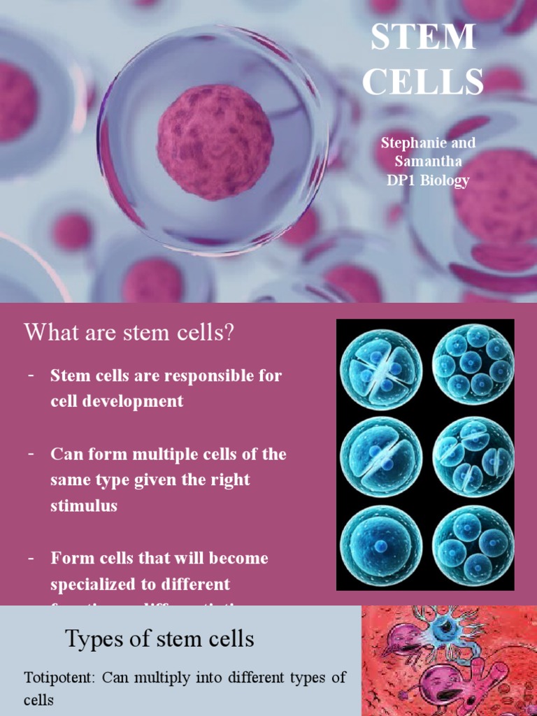 Powerpoint On Stem Cells Topic 1 Ib Biology Pdf Cell Potency Stem