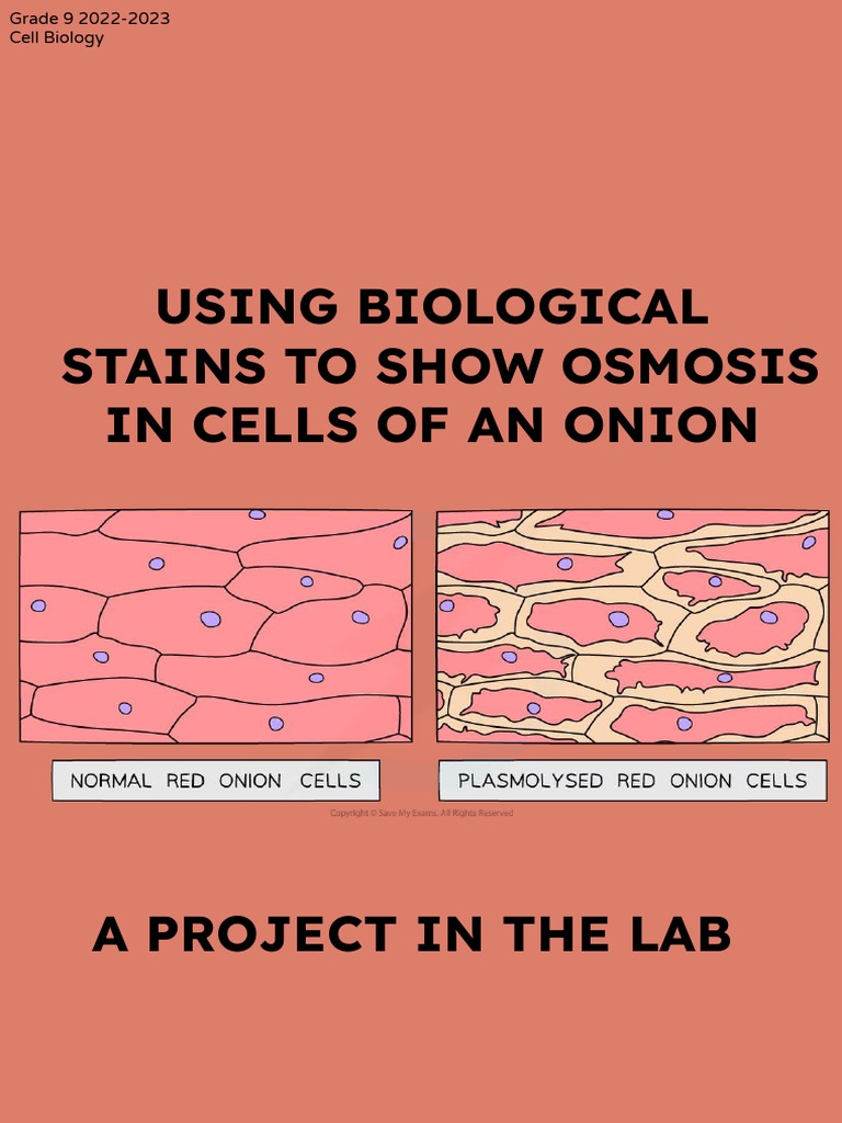 Osmosis, Turgor Pressure and Plamolysis in Onion Cells | PDF | Cell ...
