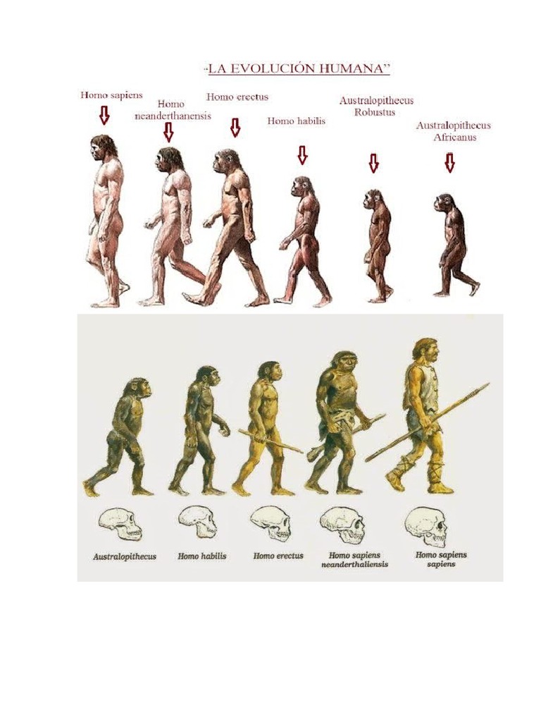 Homosapiens | PDF