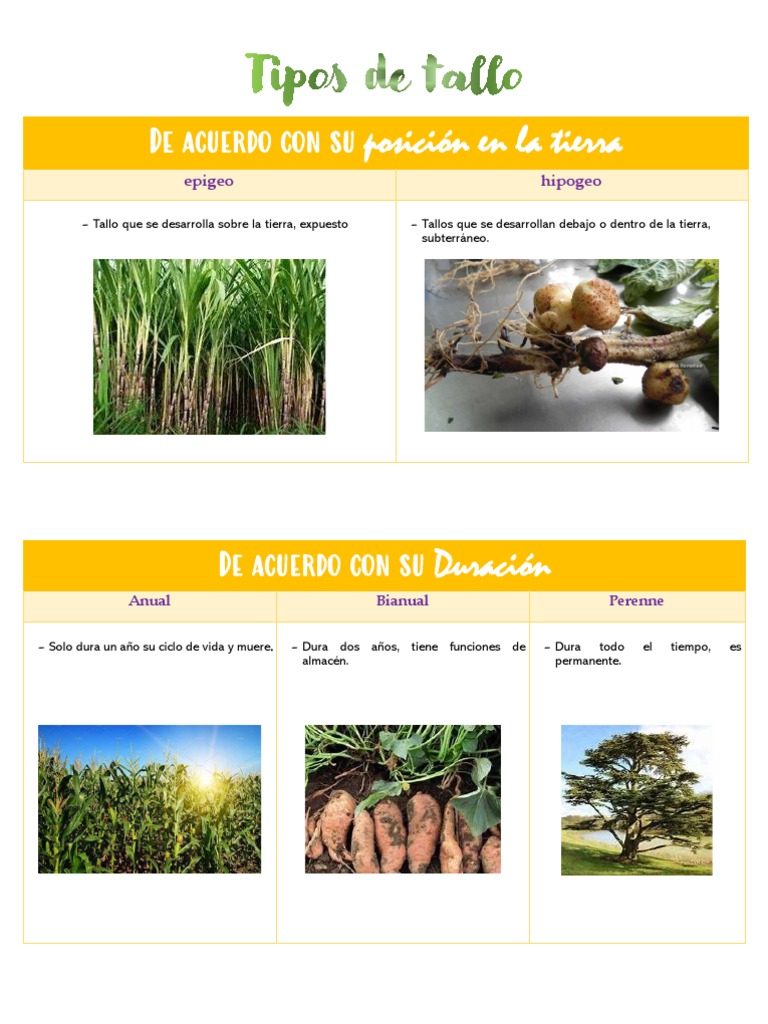 Cuadros Comparativos - Tipos de Tallo - 19100889 | PDF | Tallo de la ...