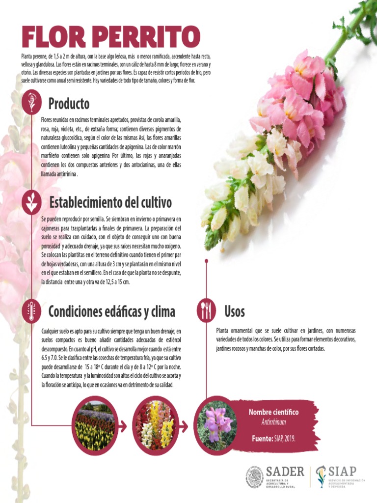 Flor Perrito | PDF | Flores | Agricultura