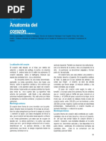 Anatomía Del Corazón | PDF | Corazón | Ventrículo (corazón)