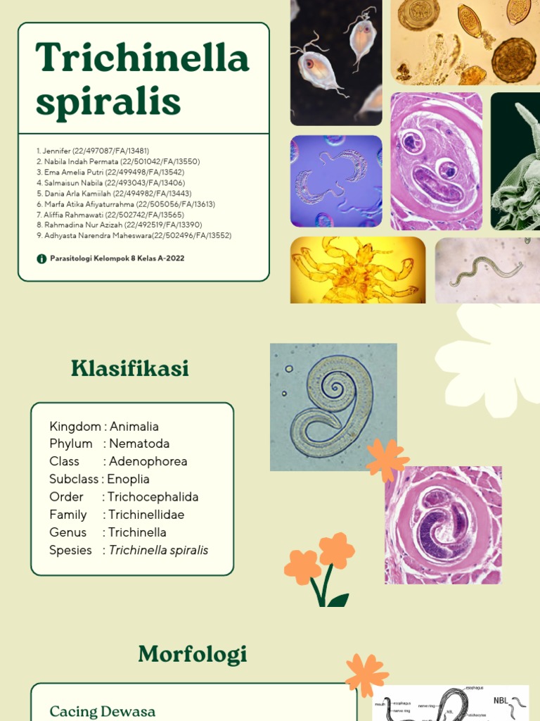 Trichinella Spiralis | PDF
