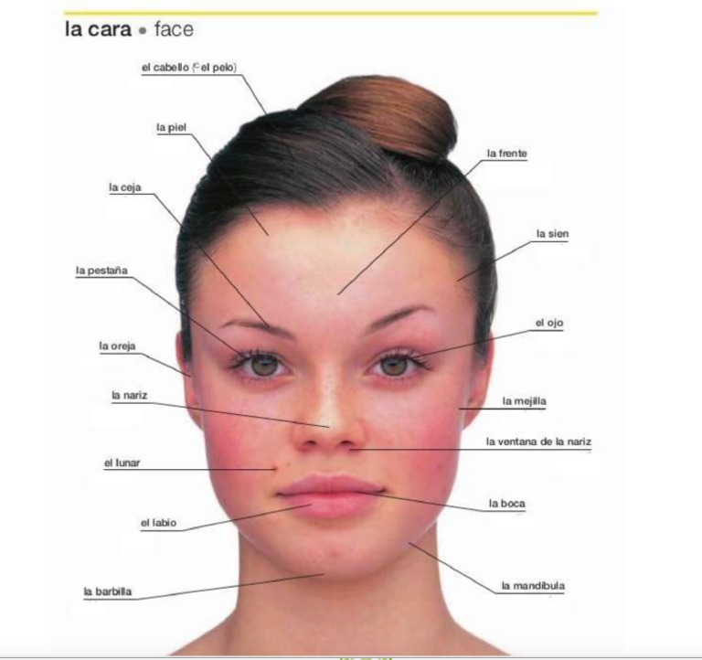 Partes de La Cara | PDF