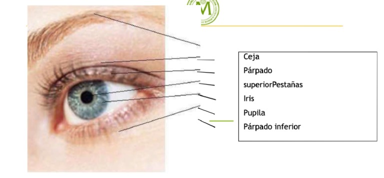 Partes Del Ojo | PDF