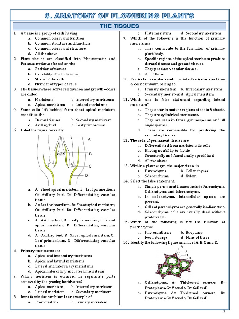 6 Anatomy of Flowering Plants-Entrance Questions N Answers | PDF ...
