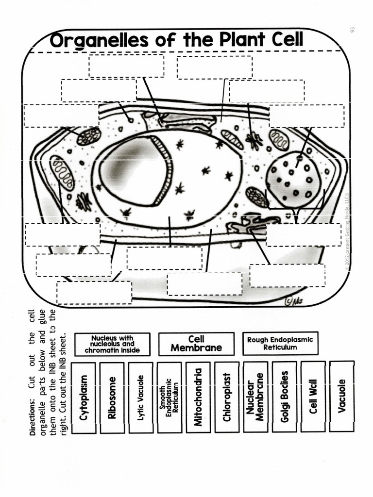 Plant Cell | PDF