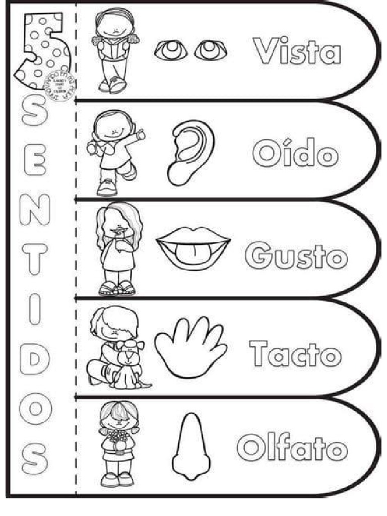 5 Sentidos | PDF