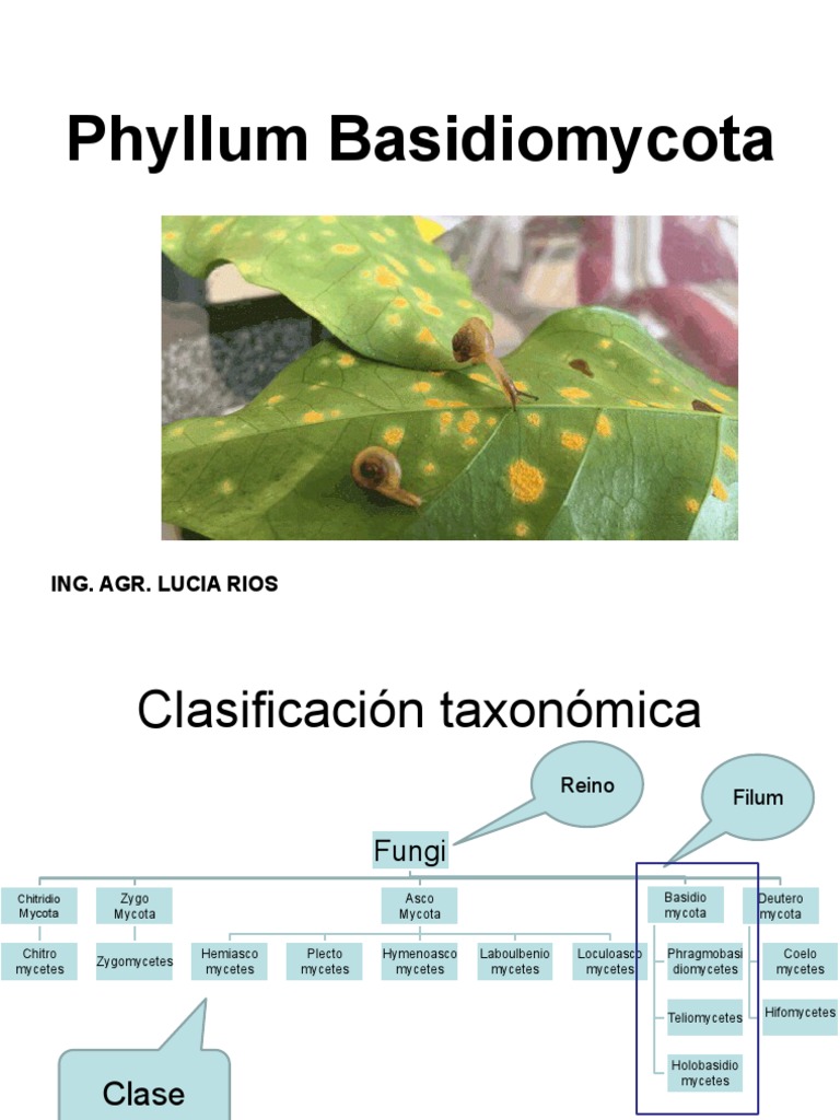 Clasificación del Phylum Basidiomycota | PDF | Hongo | Botánica