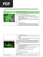 DOH 13 Herbal Medicine | PDF | Clinical Medicine | Medical Specialties