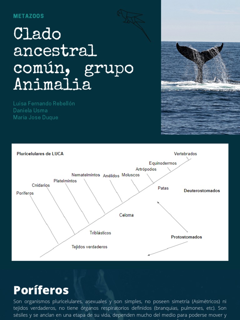 Clado Ancestral | PDF | Vertebrados | Aves