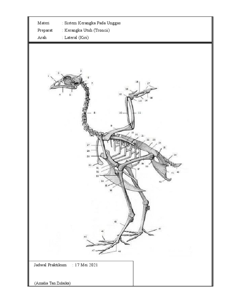 Sistem Kerangka Pada Unggas: Identifikasi Struktur Tubuh Ayam Melalui ...