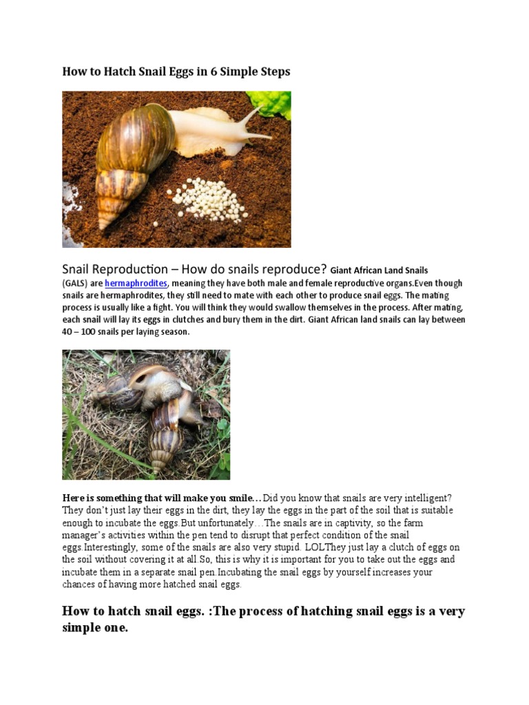 How To Hatch Snail Eggs in 6 Simple Steps | PDF | Egg | Zoology