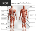 Muscles Worksheet | PDF | Anatomical Terms Of Motion | Musculoskeletal ...