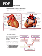 Estructura y Ramas de la Aorta | PDF | Abdomen | Aorta