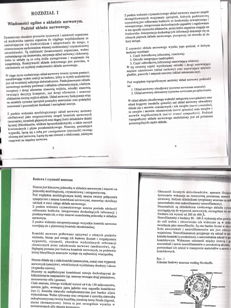 Neuroanatomia Skrypt | PDF