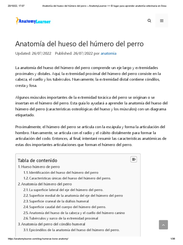 Anatomía Del Hueso Del Húmero Del Perro AnatomyLearner - El Lugar para ...