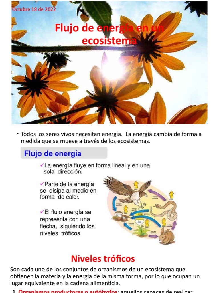 Flujo de Energía en Ecosistemas | PDF | Red alimentaria | Entorno natural