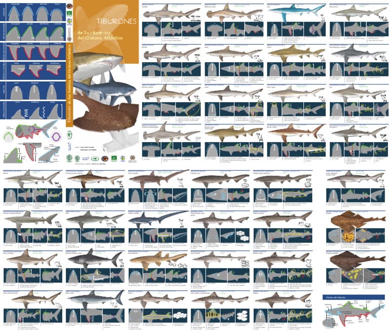 1.7c Guia SAtlantico - 0 | Descargar gratis PDF | Tiburones | Pescado