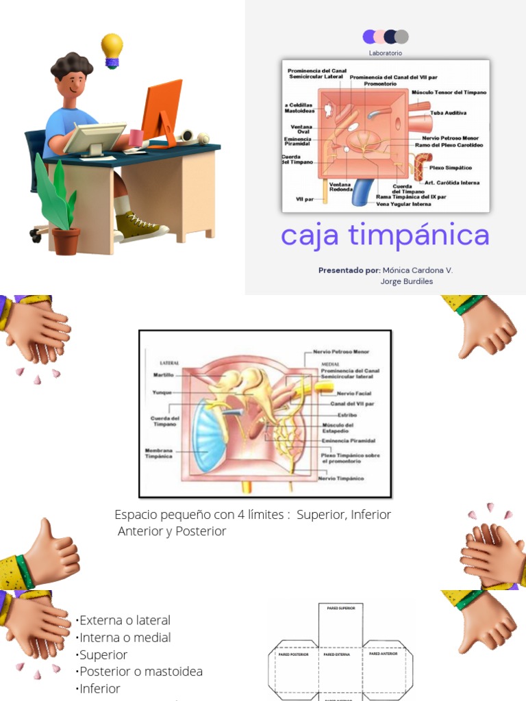 Laboratorio Caja Timpánica | PDF