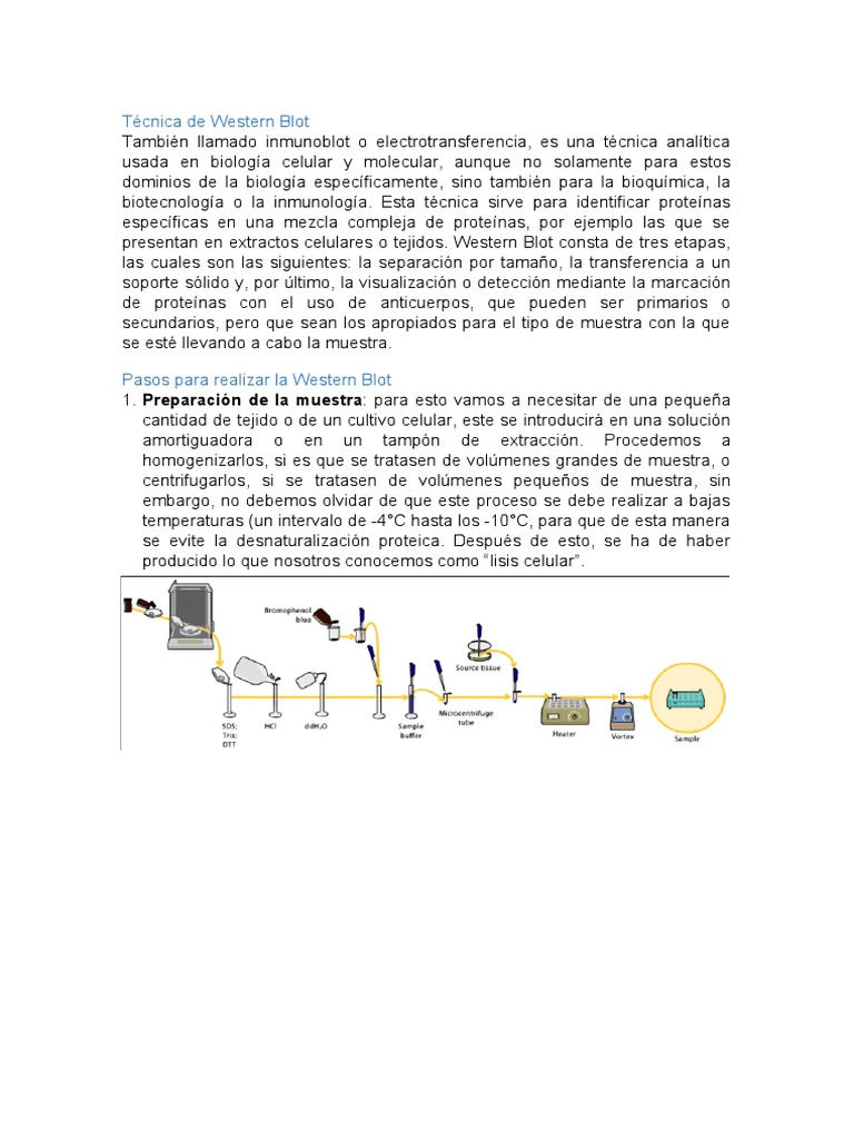 Técnica de Western Blot | PDF | Anticuerpo | Proteínas