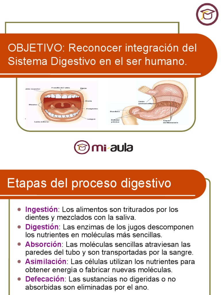 Sistema Digestivo: Proceso y Funciones | PDF | Digestión | Hígado