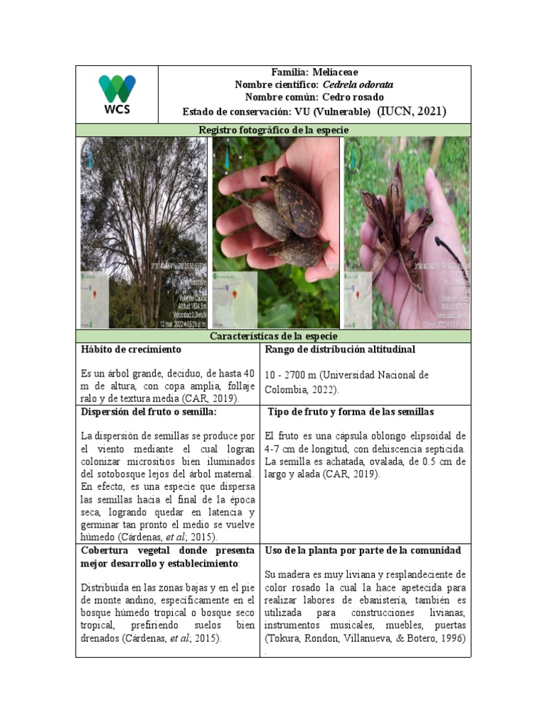 Anexo 2. Ficha - Propagacion - Especies Cedro Rosado | PDF | Fruta ...