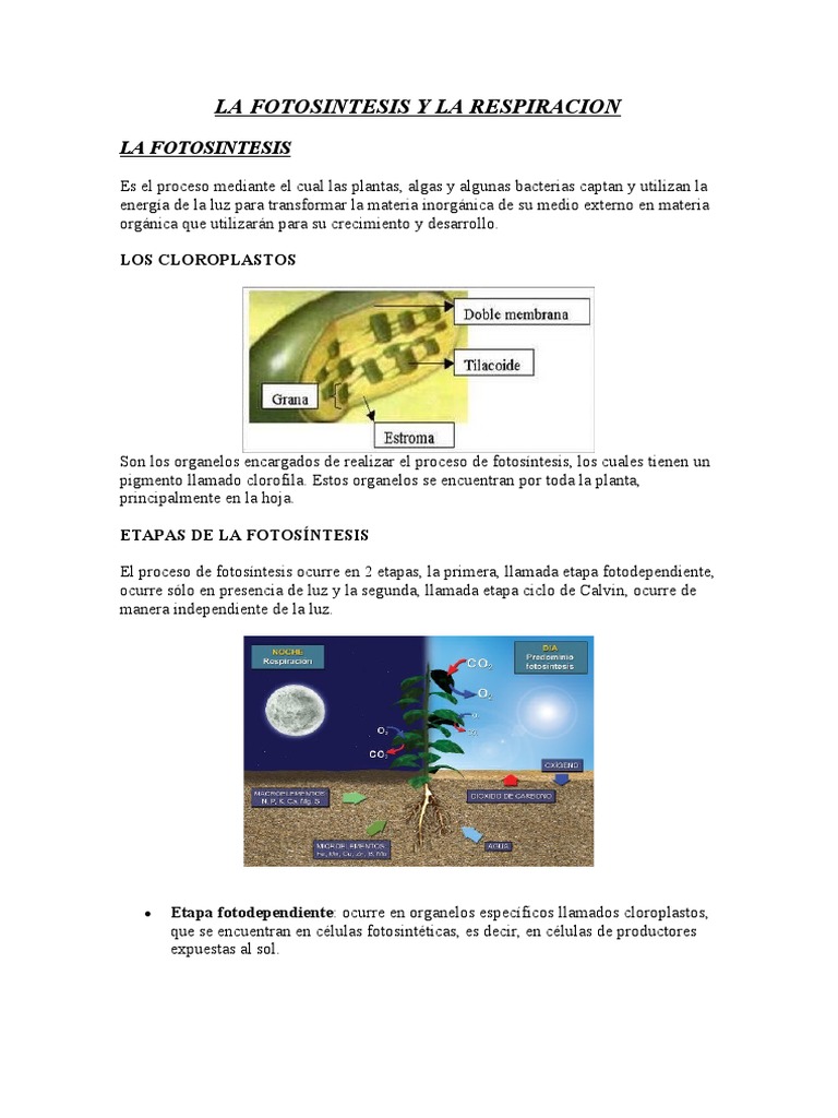 La Fotosintesis y La Respiracion | PDF | Fotosíntesis | Respiración