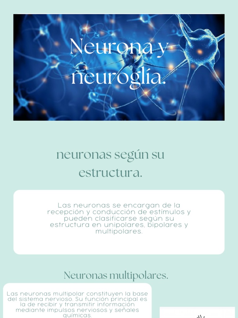 NEURONAS | PDF | Neurona | Axon