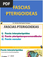 Triangulo de Farabeuf | PDF | Anatomía humana | Cabeza y cuello humanos