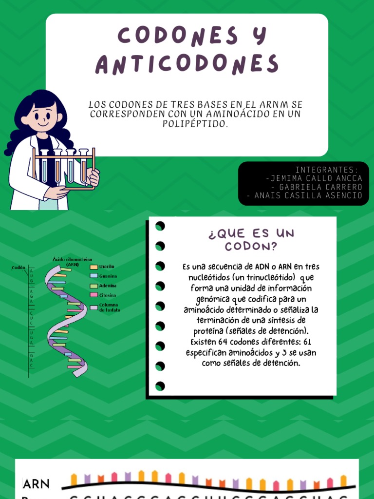 Codones y Anticodones | PDF