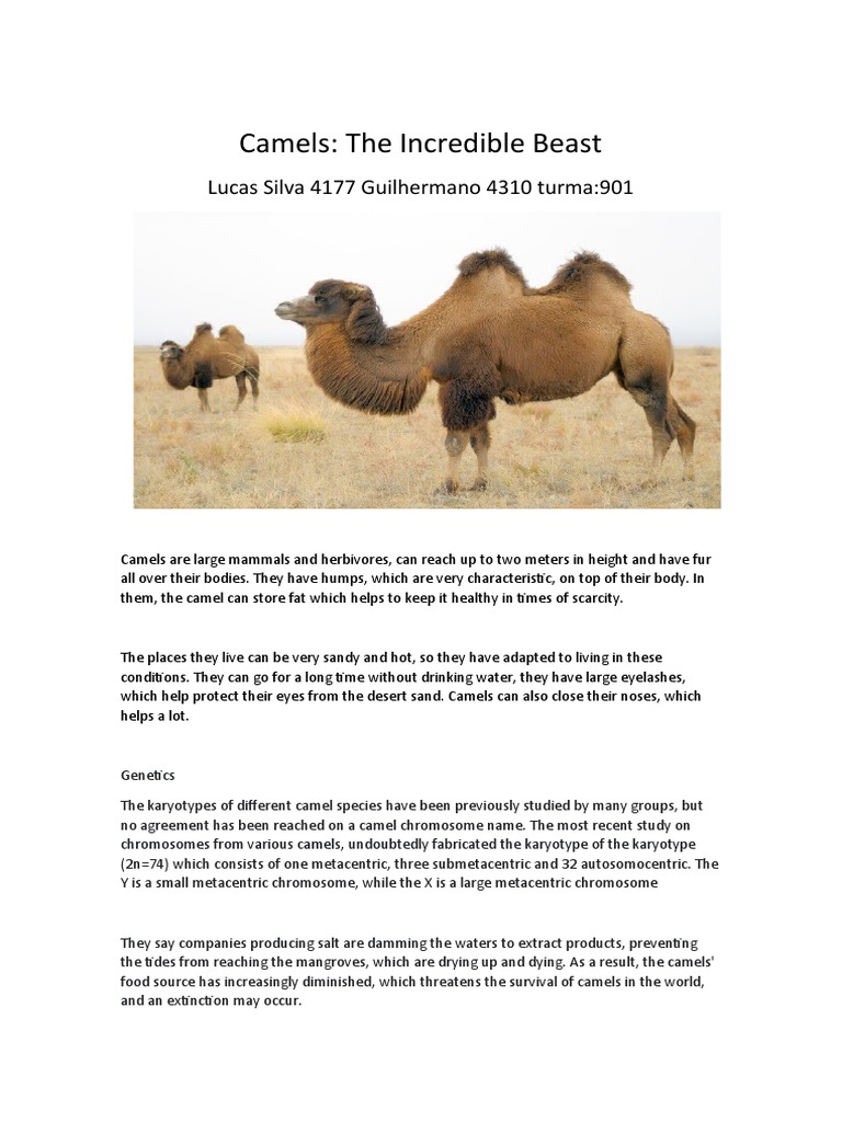 Camels: Adapted to Survive in Harsh Desert Environments but Their ...