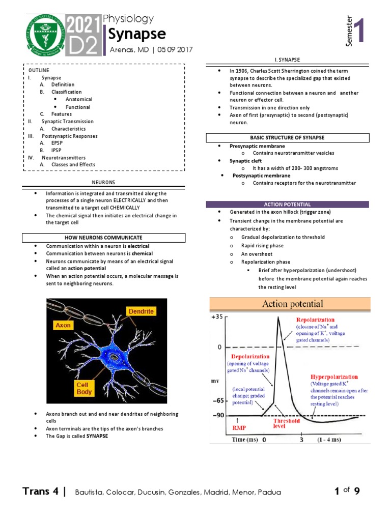 Phys - 1S04 - Synapse | PDF | Chemical Synapse | Neurotransmitter