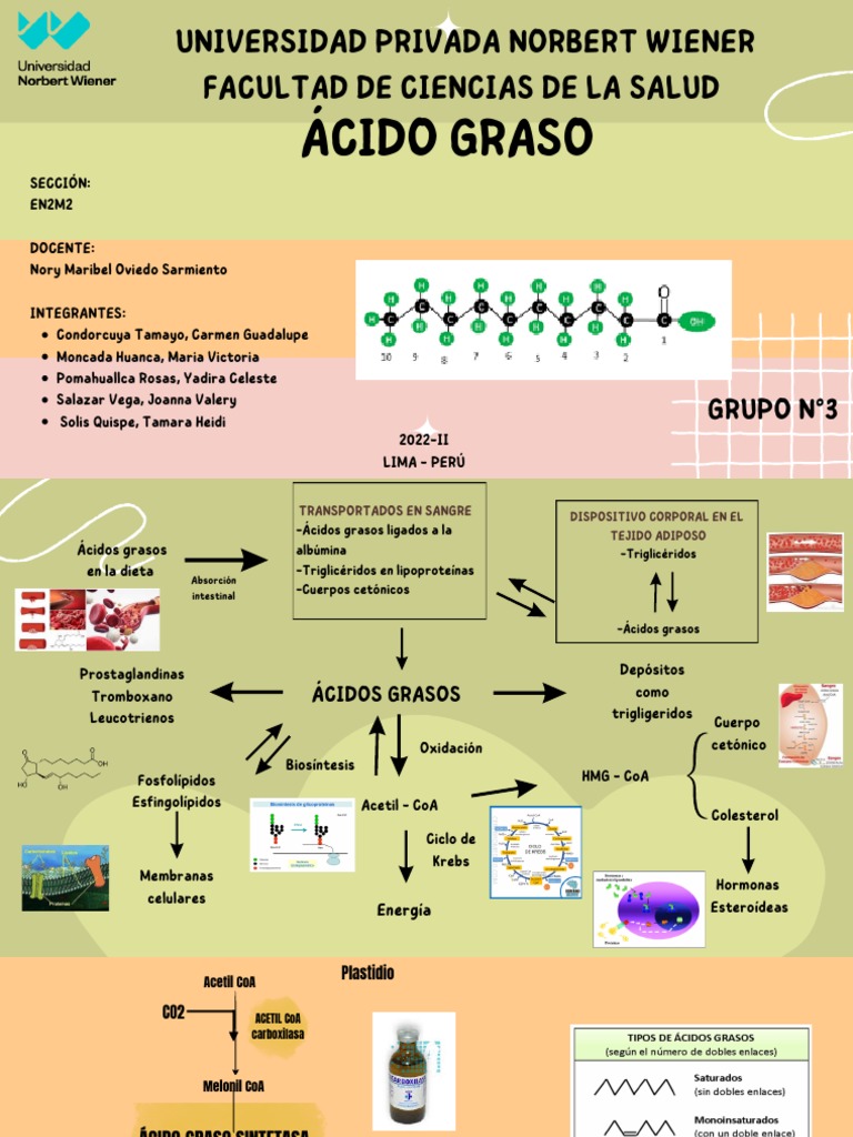 Ácido Graso - Bioquimica y Nutrición Teo - Grupo #3 | PDF