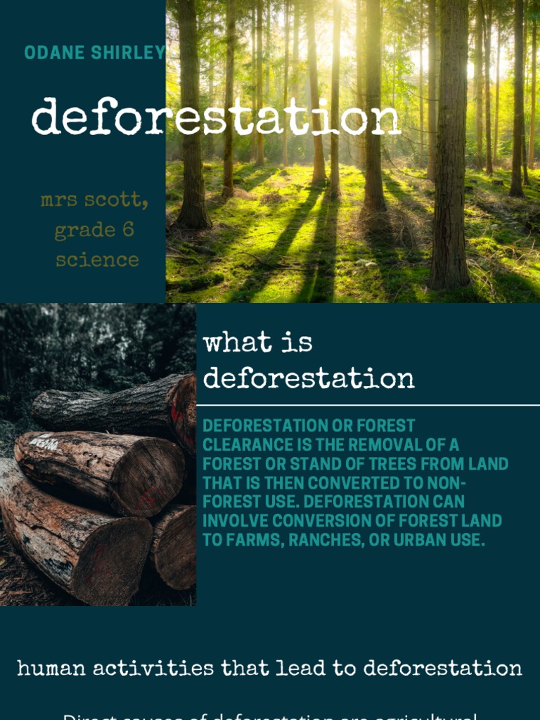 Deforestation | PDF
