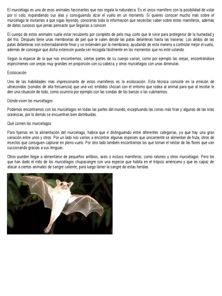 El Murciélago Es Uno de Esos Animales Fascinantes Que Nos Regala La ...