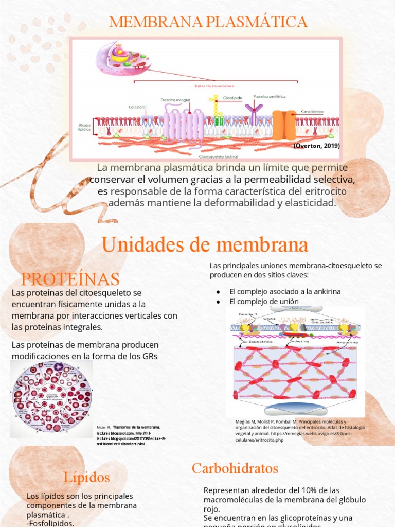 Membrana Plasmatica Del Globulo Rojo | PDF | Membrana celular | Glóbulo ...