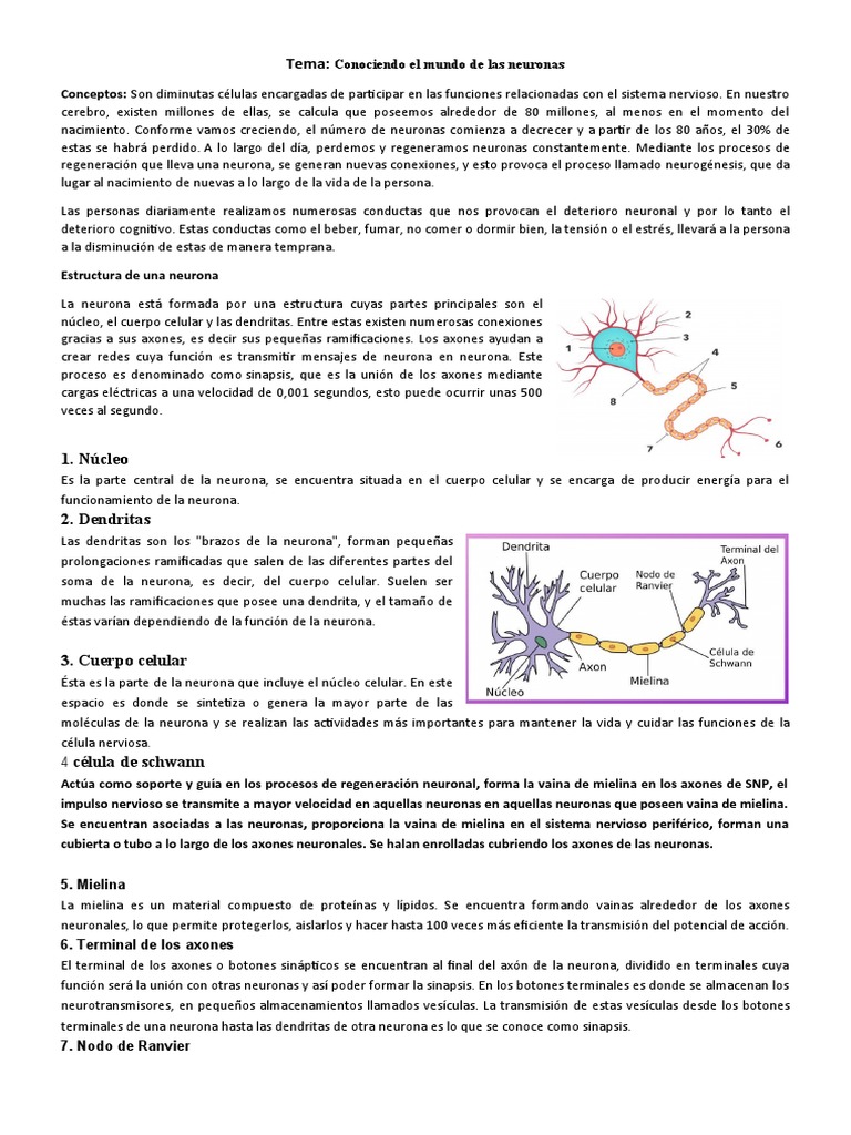 F Neuronas | PDF | Neurona | Axon