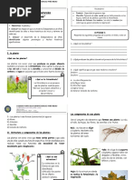 Guía N°3 Partes y Necesidades de Una Planta Ciencias Naturales Tercero ...