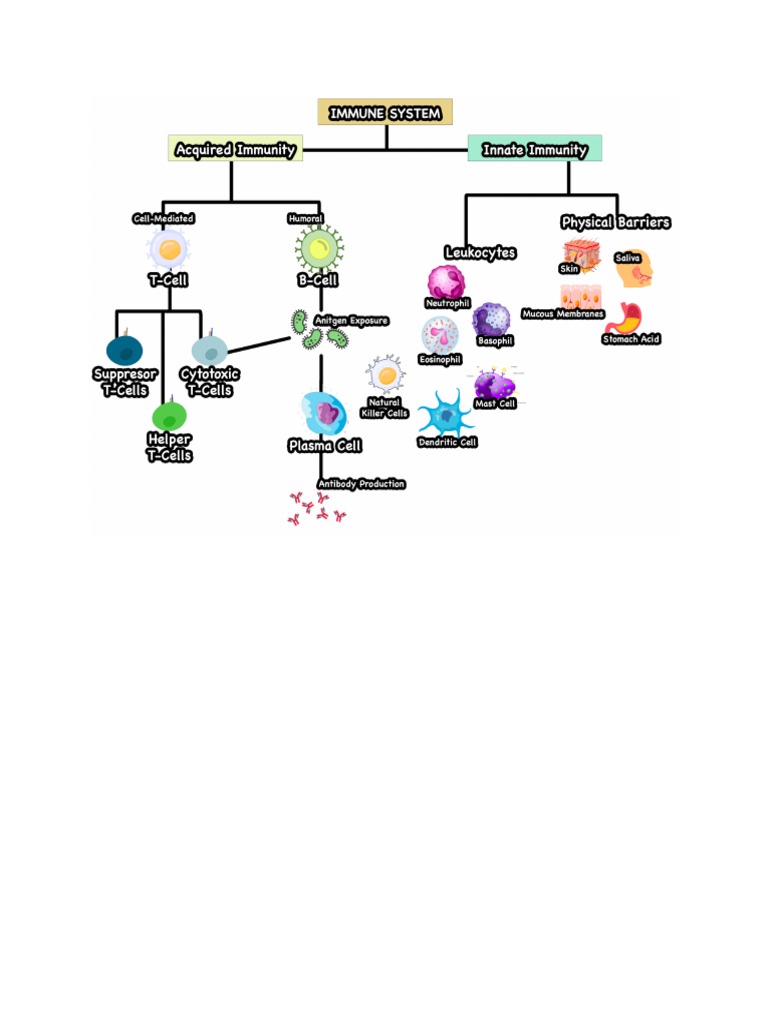 Diagram of The Immune System | PDF