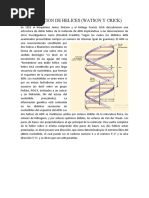 El Modelo de Watson y de Crick | PDF | Adn | Francis Crick