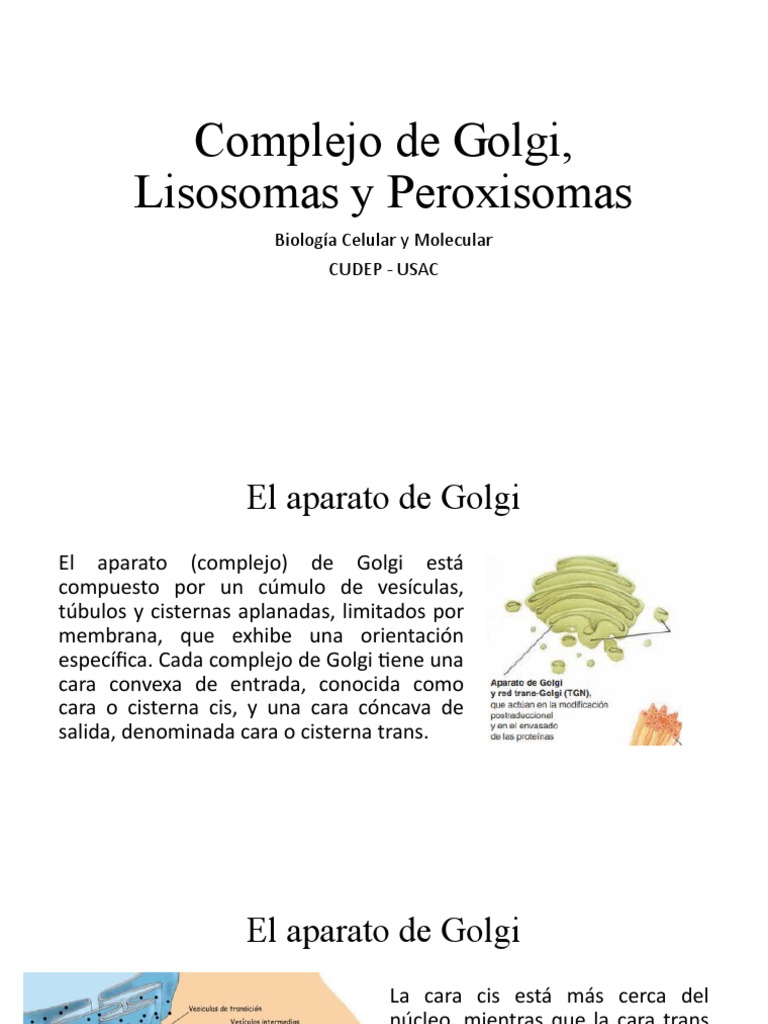 Complejo de Golgi, Lisosomas y Peroxisomas | PDF | Lisosoma | Biología Celular