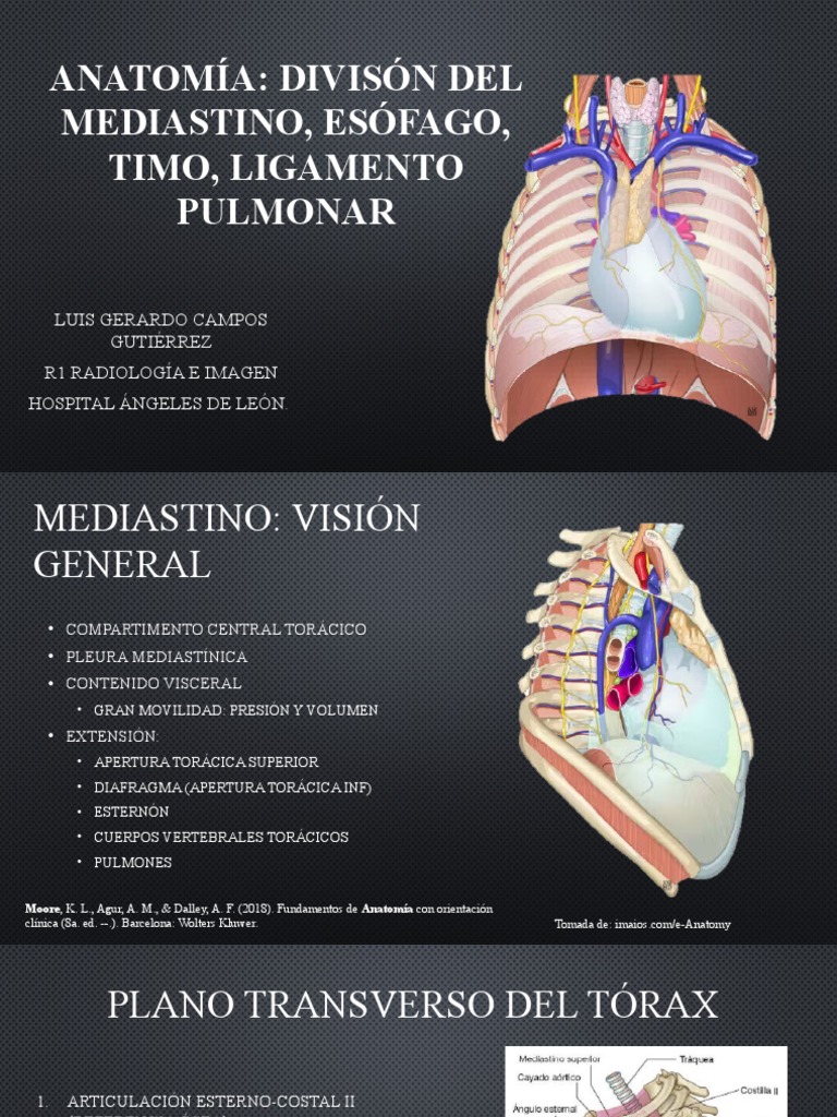 Anatomía Cómo Se Divide El Mediastino, Esófago, Timo, Ligamento ...