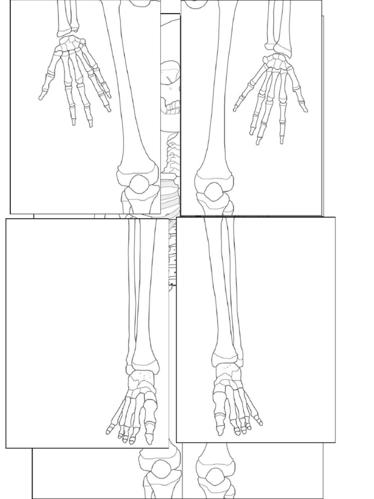 Esqueleto Humano Pdf
