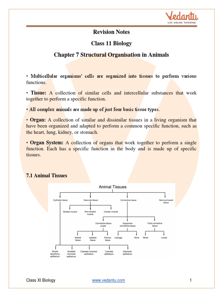 Class 11 Biology Ch 7 Notes PDF | PDF | Epithelium | Connective Tissue
